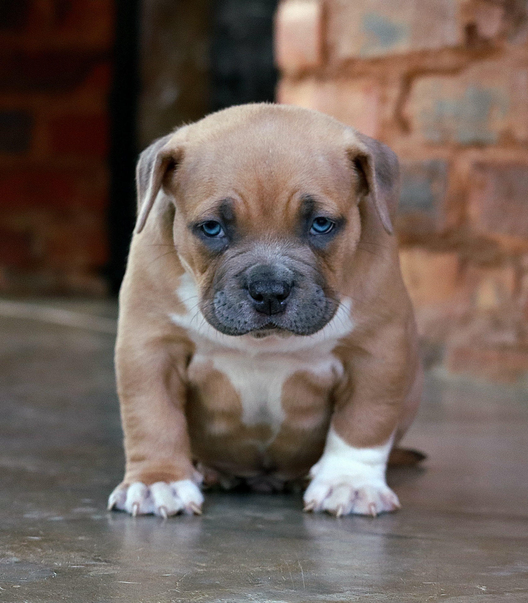 Power Breed Kennel - Extreme Pocket American Bullies South Africa ...