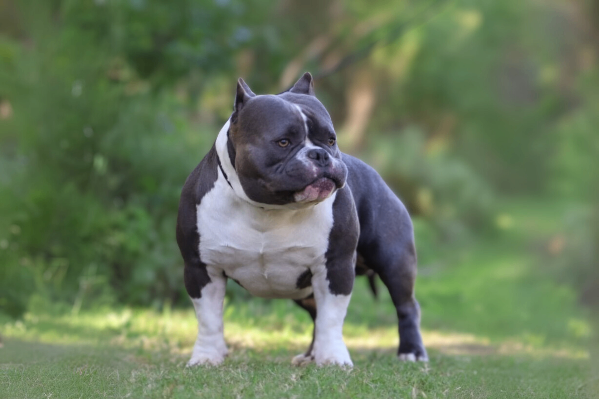 Power Breed Kennel - Extreme Pocket American Bullies South Africa ...