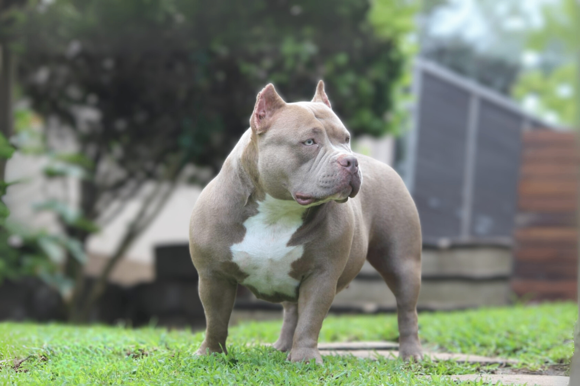 Power Breed Kennel - Extreme Pocket American Bullies South Africa ...