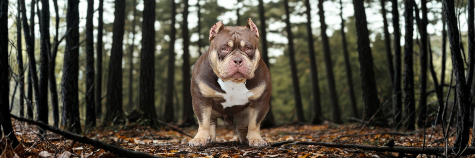 Power Breed Kennel - Extreme Pocket American Bullies South Africa ...